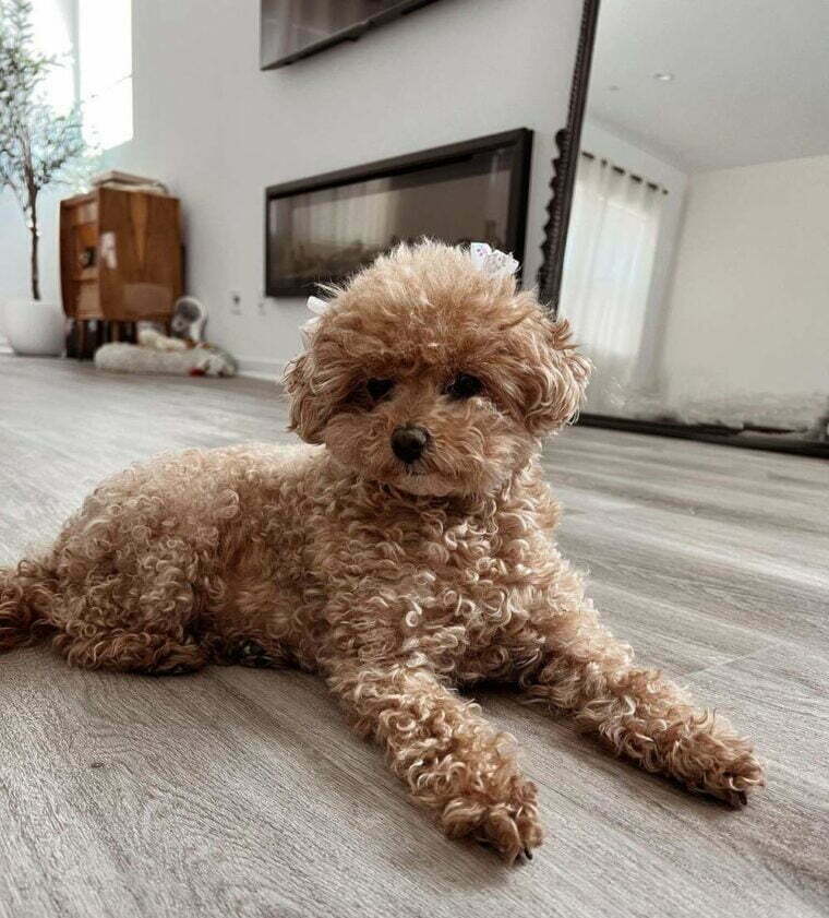 Heat Therapy for Your Dog: An Overview – Pest Control Services ...