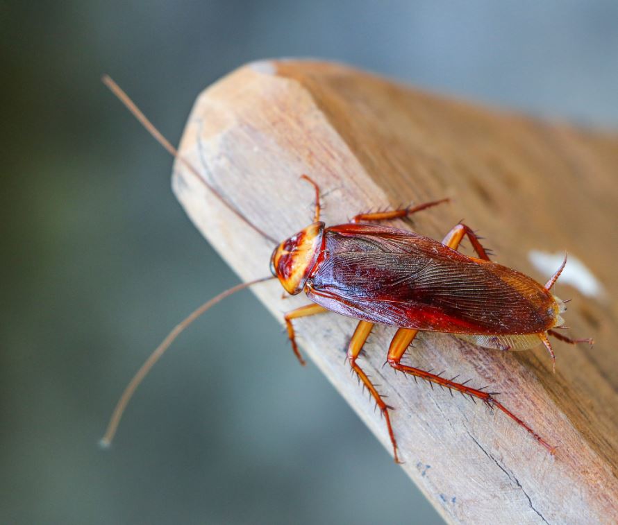 How to Get Rid of Palmetto Bugs & Cockroaches: A Complete Guide – Pest ...