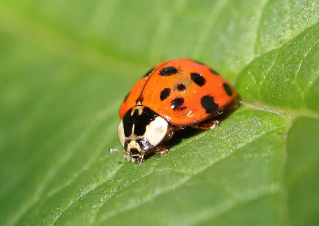 Ladybugs vs. Asian Lady Beetles: How To Tell the Difference