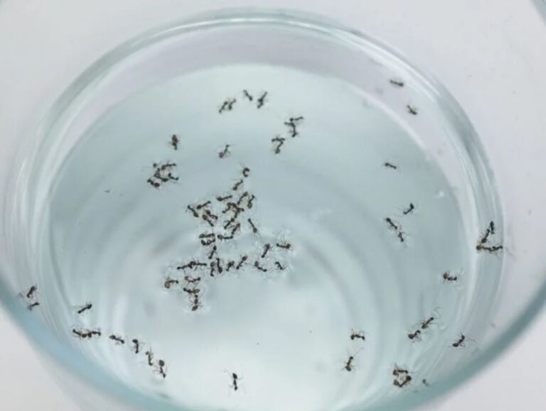 Do Ants Drown in Water? The Surprising Truth - Pest Control Services ...