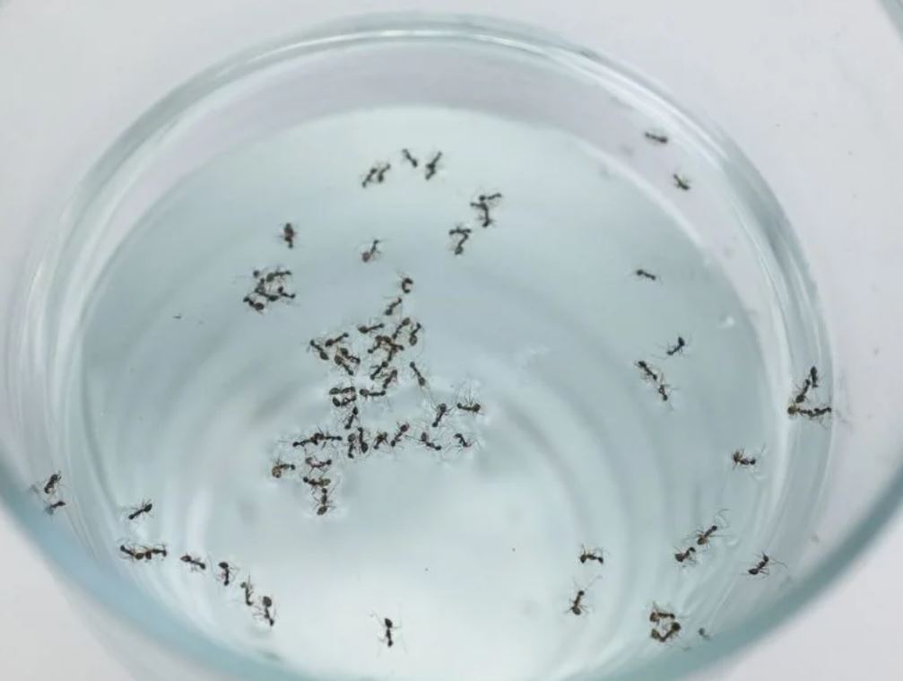 Do Ants Drown in Water? The Surprising Truth - Pest Control Services ...