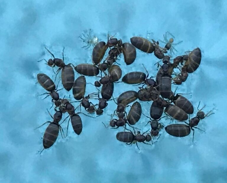 How to Identify Biting Flies | Types of Biting Flies Full Guide – Pest ...