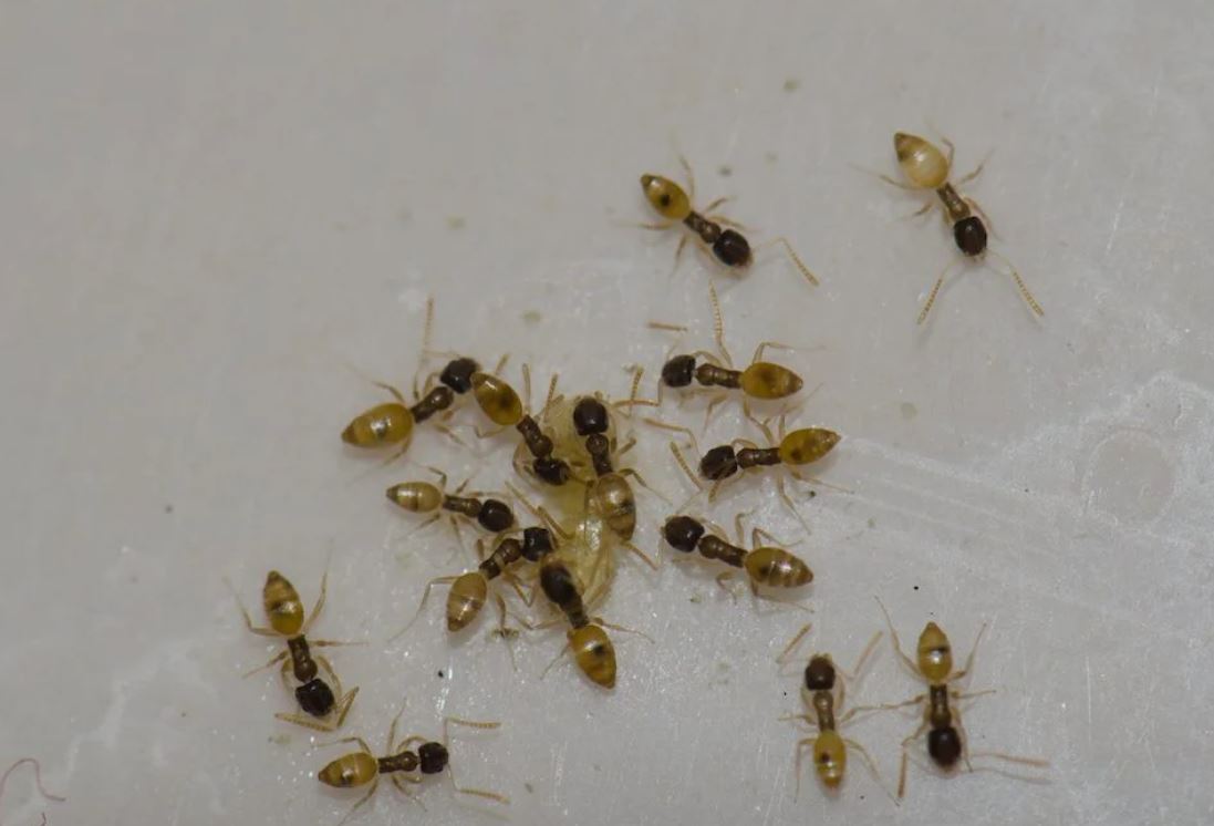 Are Ants Most Active at Night? The Truth About Ant Behavior Patterns ...