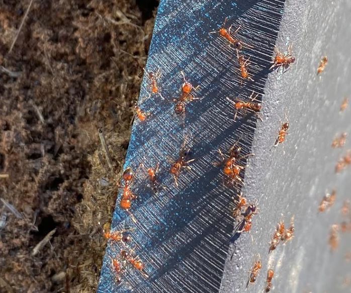 Fire Ants in Georgia: A Comprehensive Guide to Identification, Dangers ...