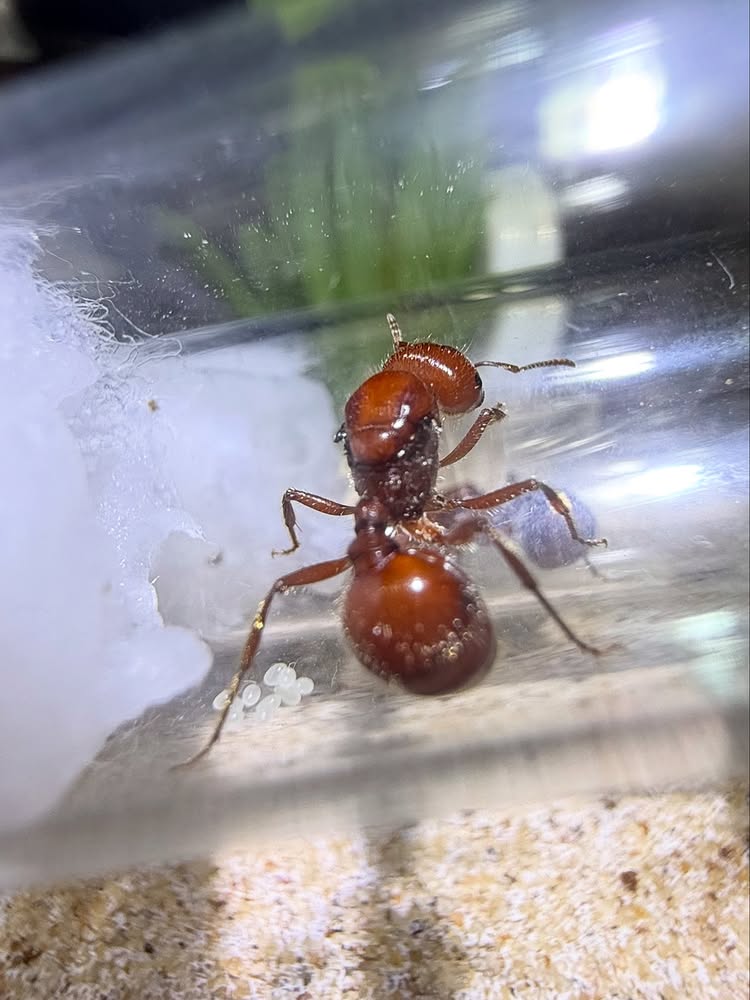 The Emerging Threat: Are Fire Ants Establishing a Presence in Michigan ...