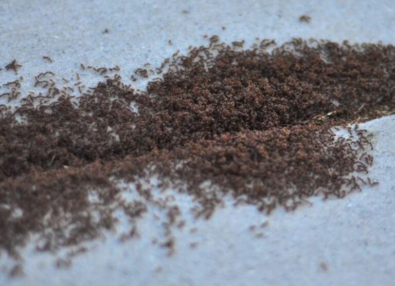 Ladybugs vs. Asian Lady Beetles: How To Tell the Difference – Pest ...