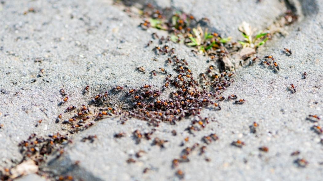 Do Pavement Ants Bite? A Complete Guide to Prevention and Treatment ...