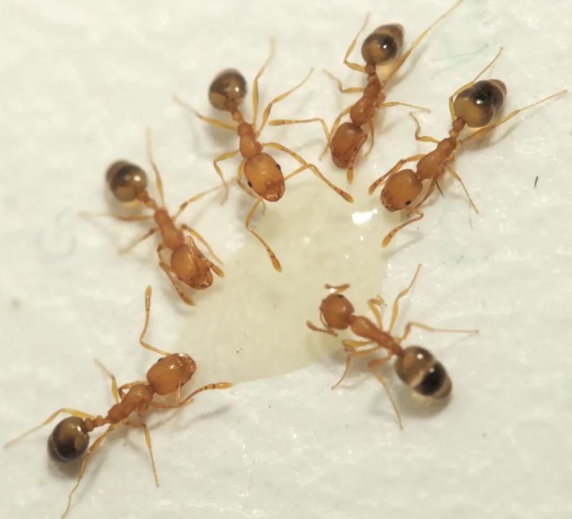 Fire Ants in Indiana: Identification, Risks, and Control - Pest Control ...