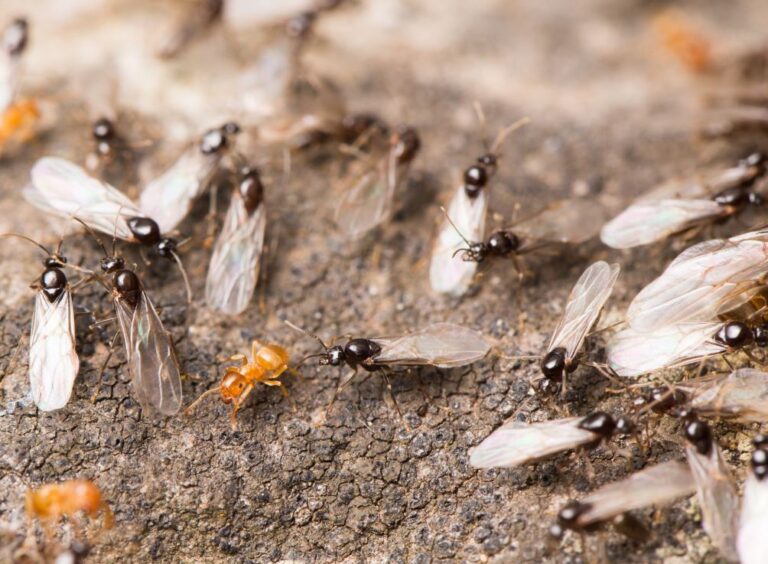 The Comprehensive Guide to Flying Ants in Texas: Identification ...